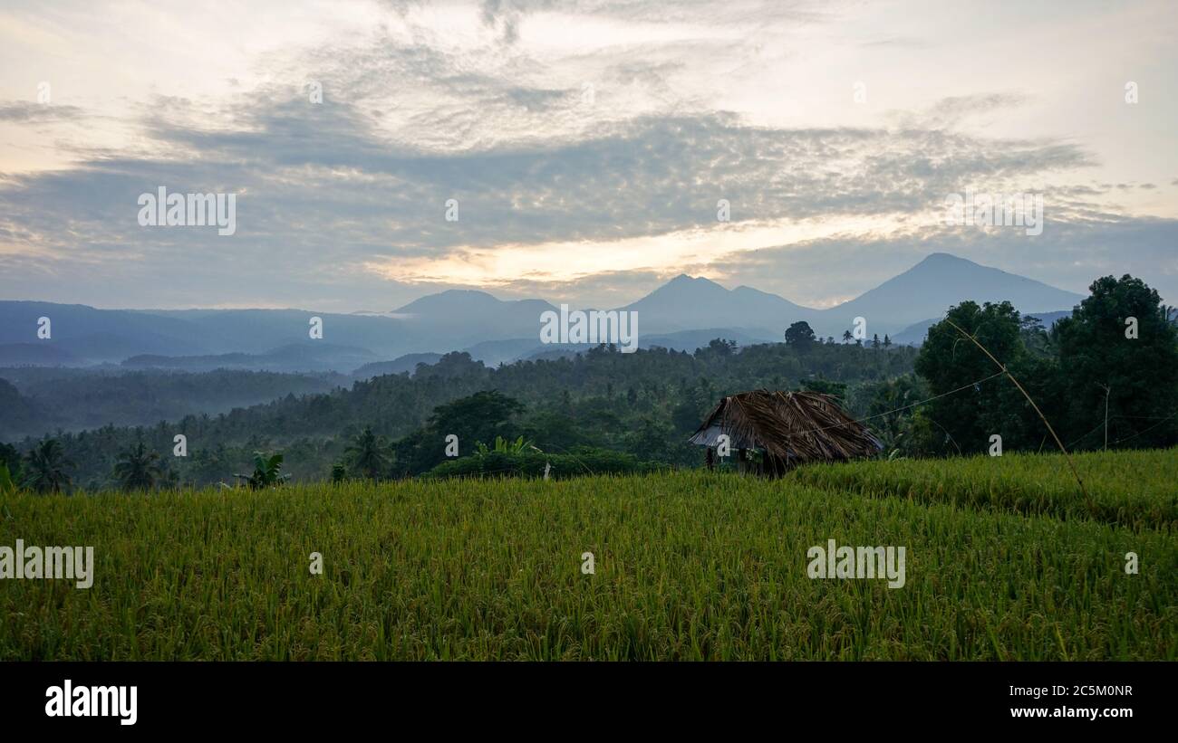 Beautiful sky when the sun rises from the rice fields Stock Photo - Alamy