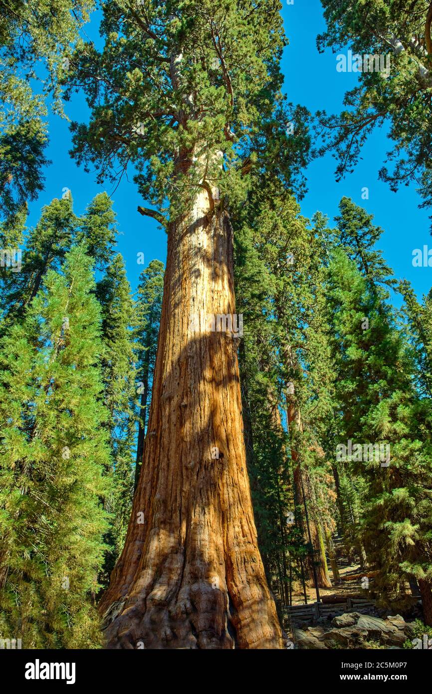 Sequoia National Park in California, USA Stock Photo - Alamy