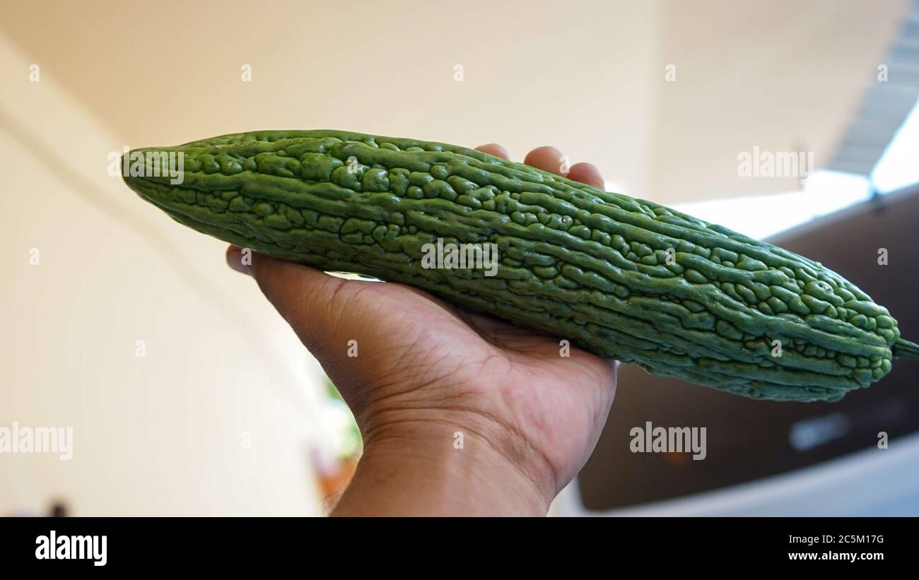 Hand holding large bitter melon Stock Photo - Alamy