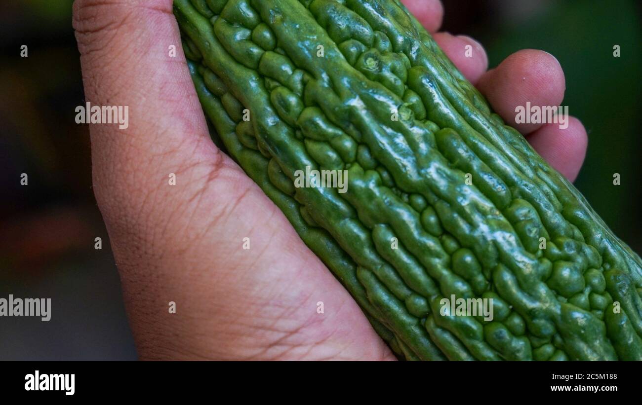 Hand holding large bitter melon Stock Photo - Alamy
