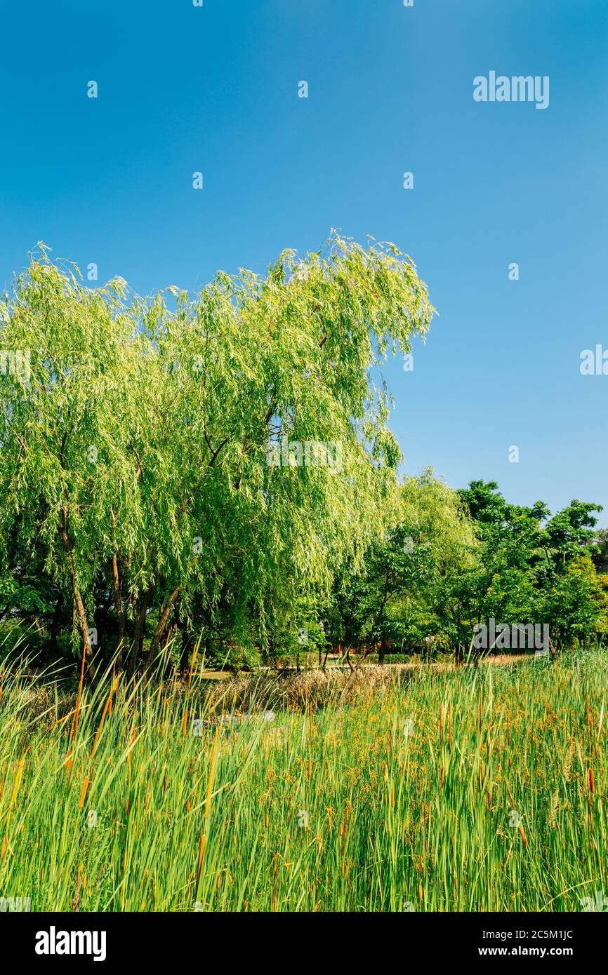 Green forest at Wolmi Park Traditional Garden in Incheon, Korea Stock ...