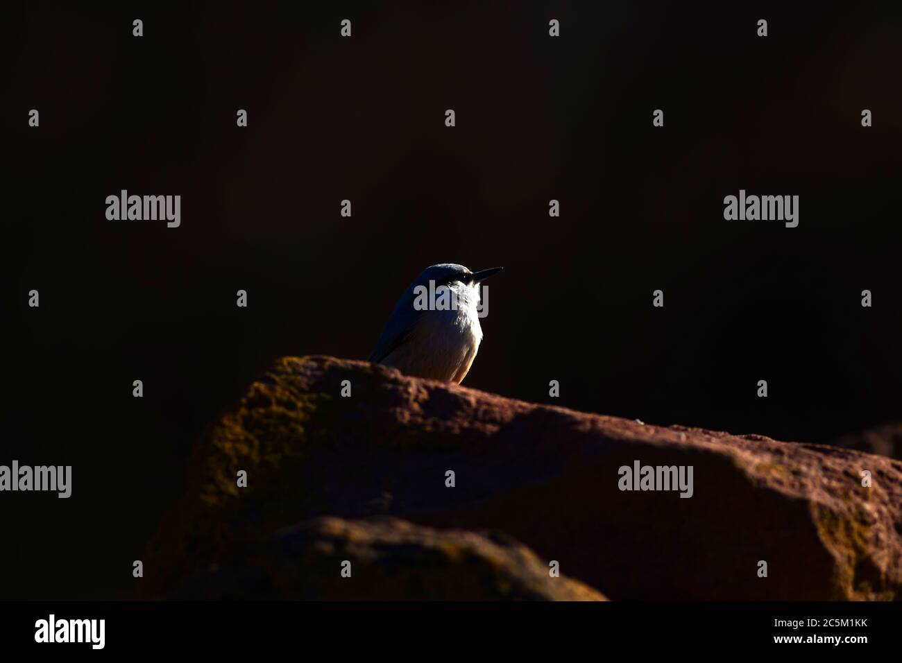 Cute bird. Natural background. Bird: Western Rock Nuthatch. Sitta ...