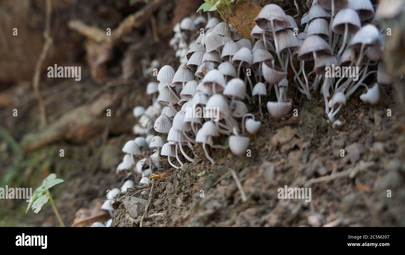 Mushroom colony hi-res stock photography and images - Alamy