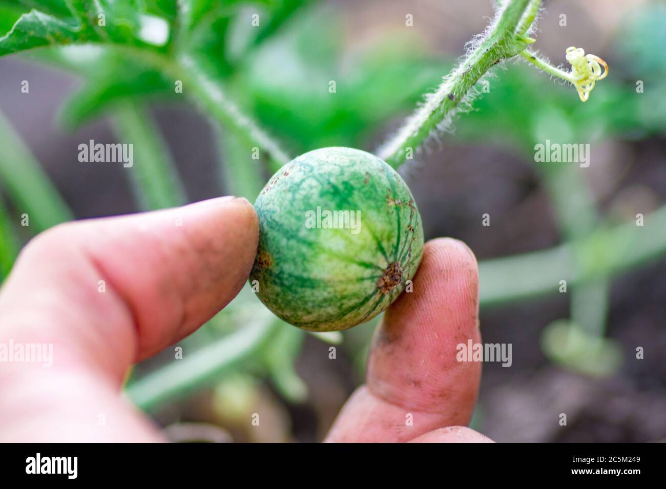 Organic watermelon growing on the field at eco farm. Closeup of growing ...