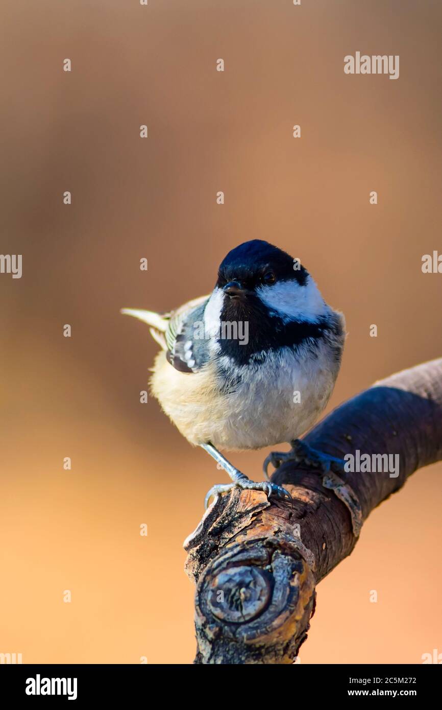 Cute little bird. Nature background. Bird: Coal Tit. Periparus ater ...
