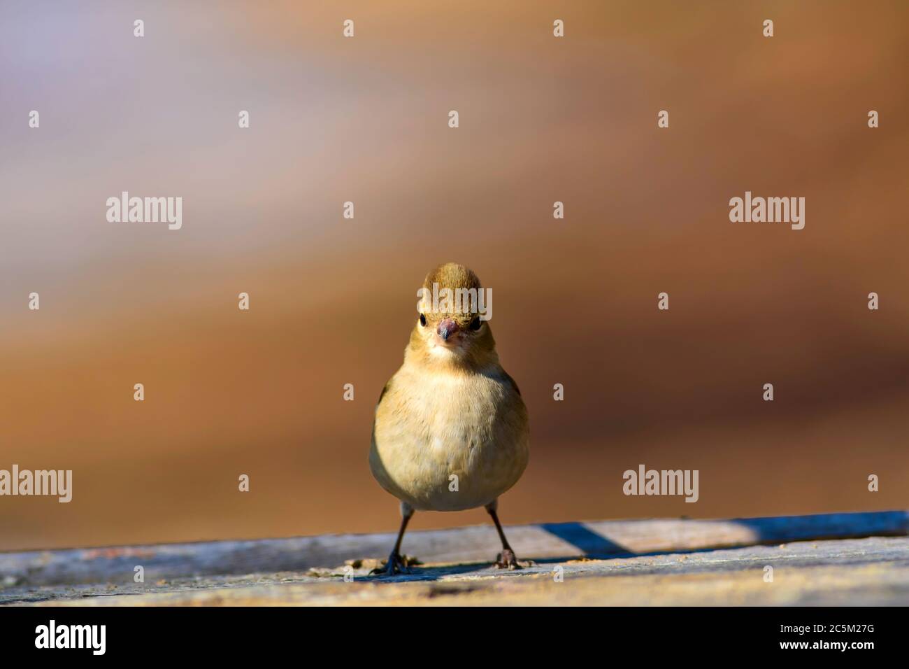 Cute little bird. Clean nature background. Yellow blue nature ...