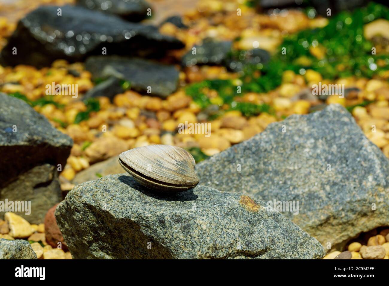 Clam shells lying on rock on the shore beach. Soft focus Stock Photo ...