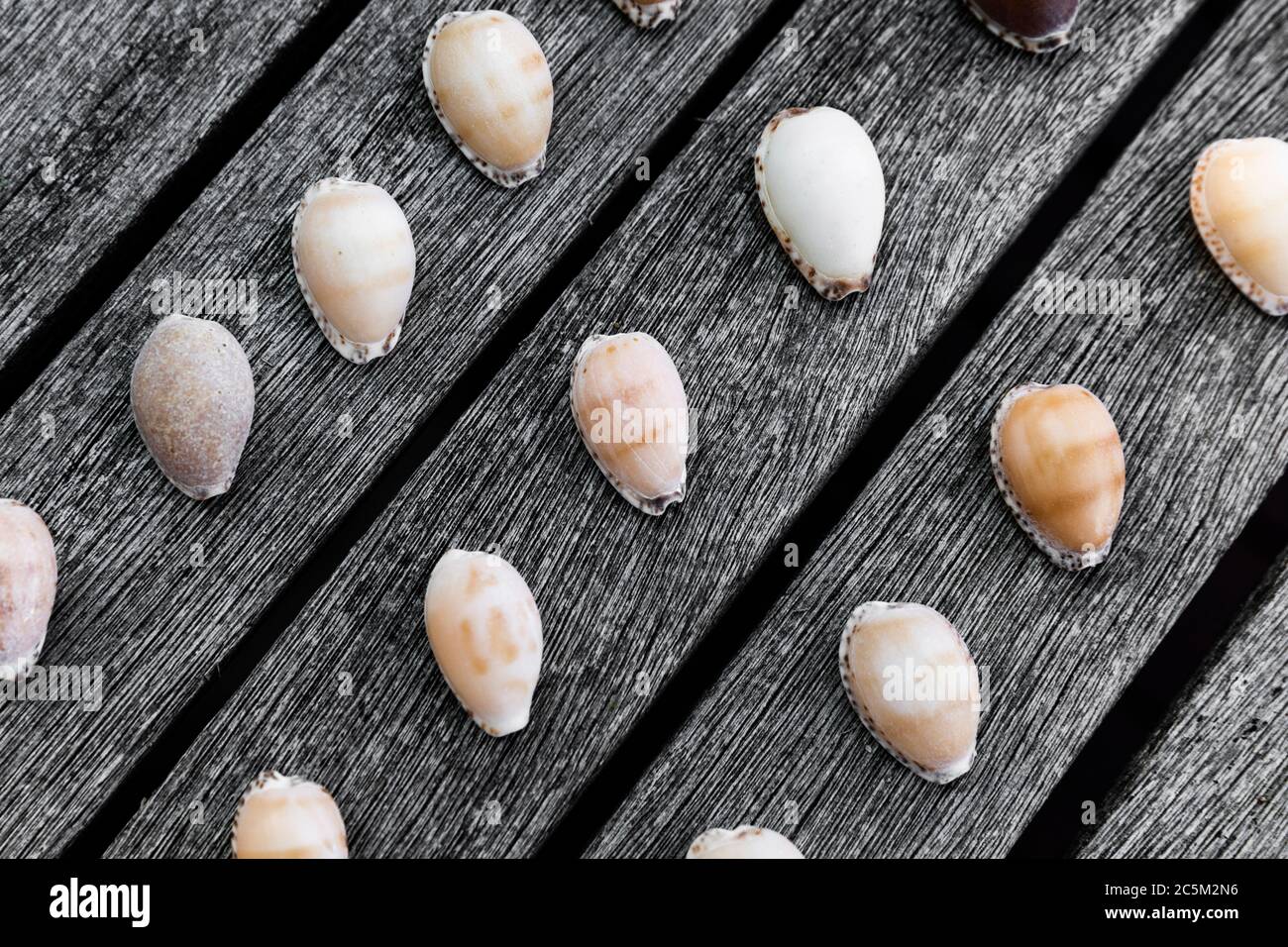 Cowrie Shell Money High Resolution Stock Photography and Images - Alamy