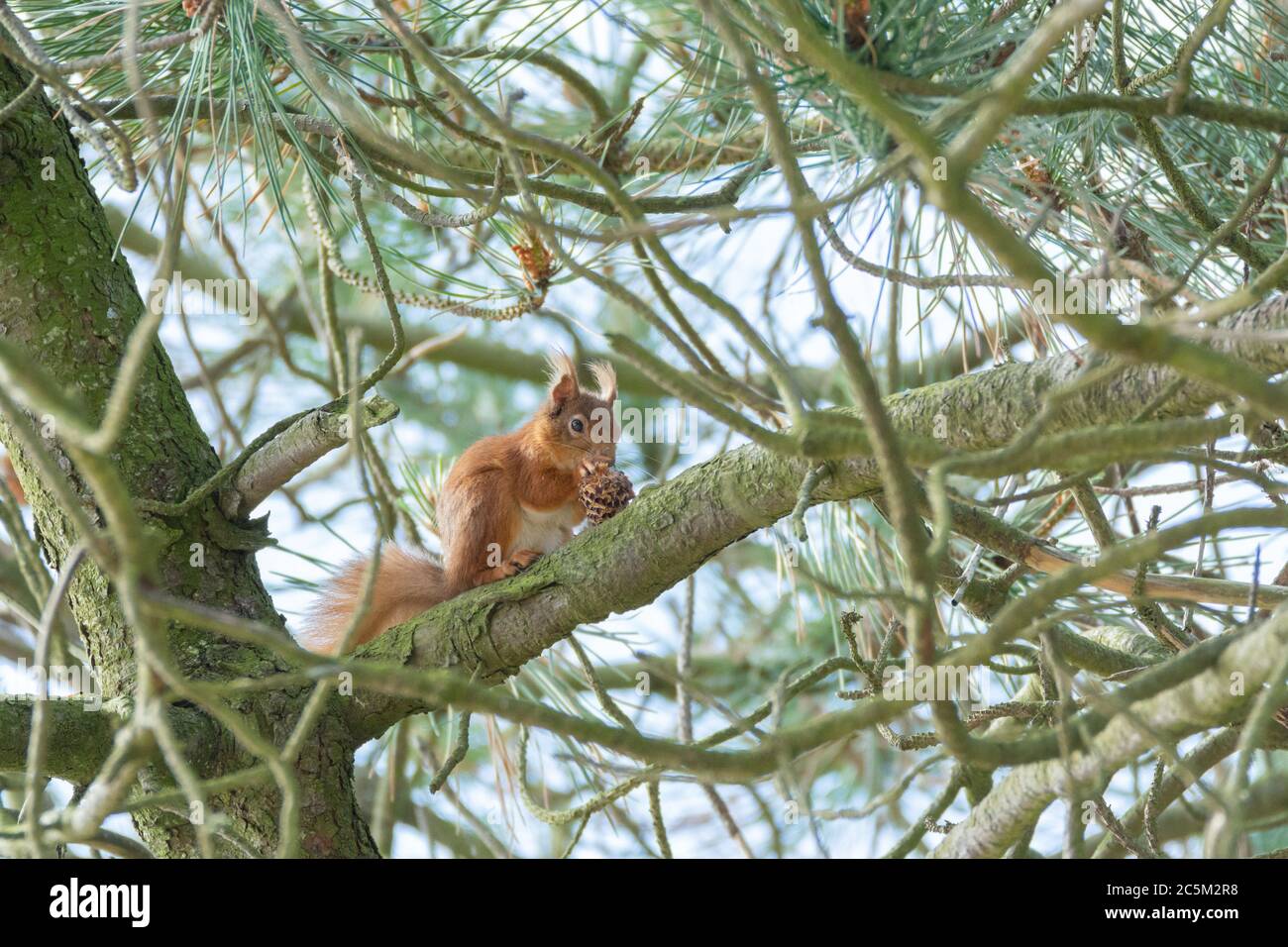 Native Irish Red squirrel (Sciurus vulgaris) eating a pinecone in trees ...