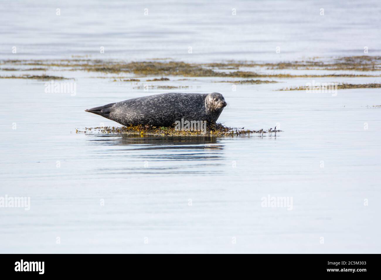 Irish seal hi-res stock photography and images - Alamy