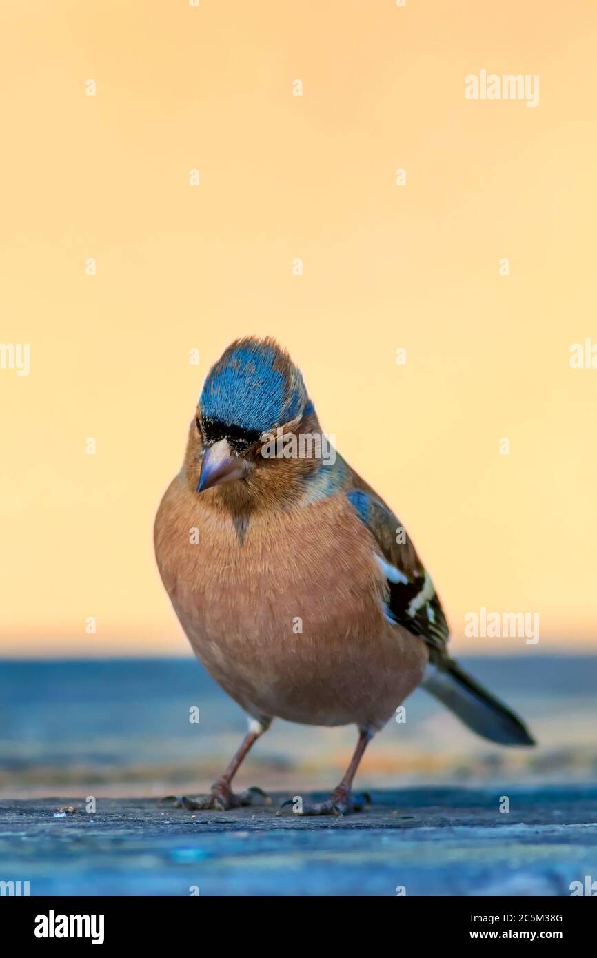 Cute little bird. Clean nature background. Yellow blue nature ...