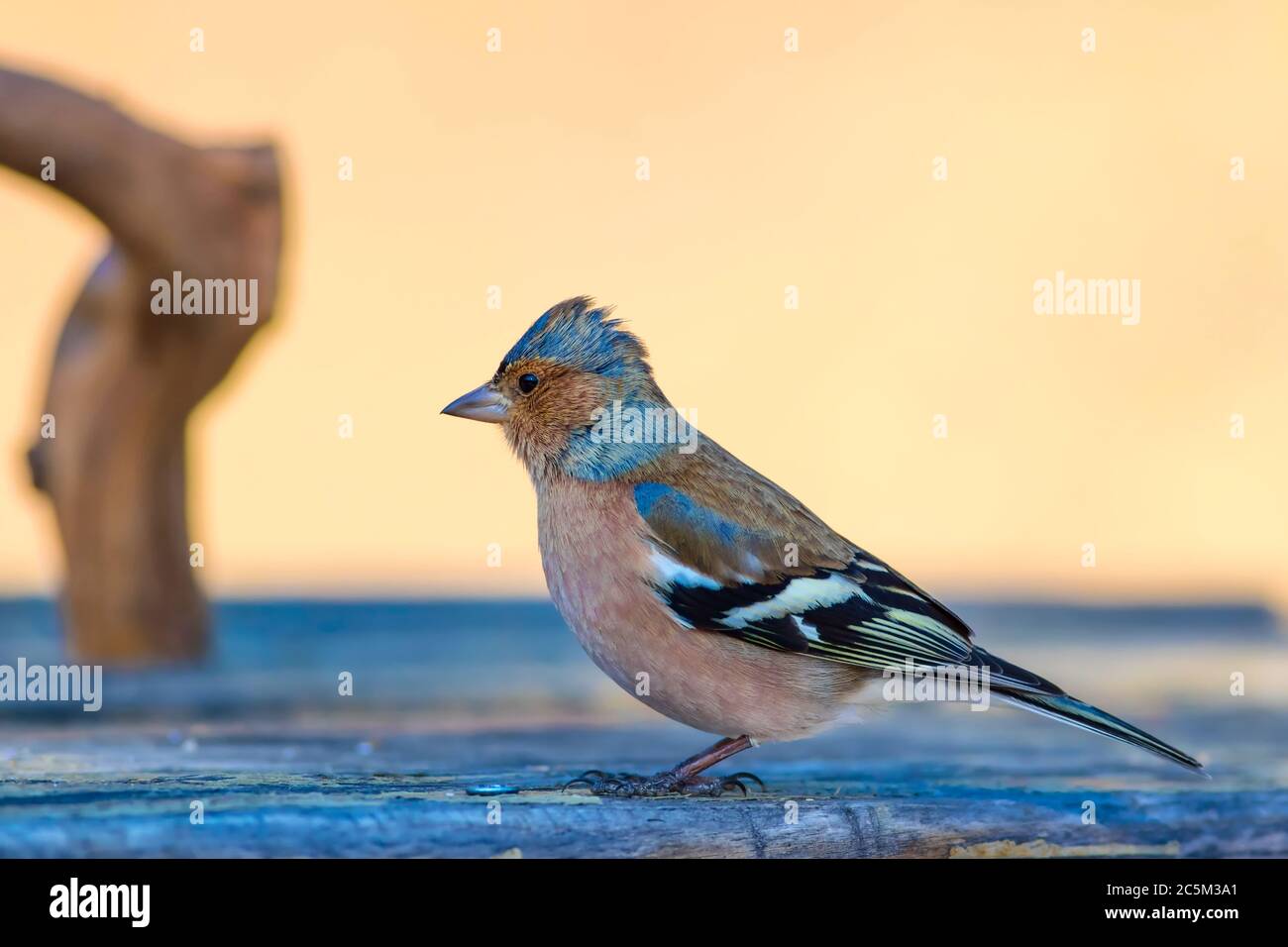 Cute little bird. Clean nature background. Yellow blue nature ...