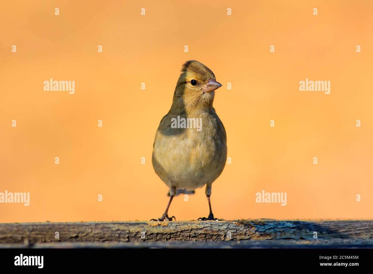 Cute little bird. Clean nature background. Yellow blue nature ...