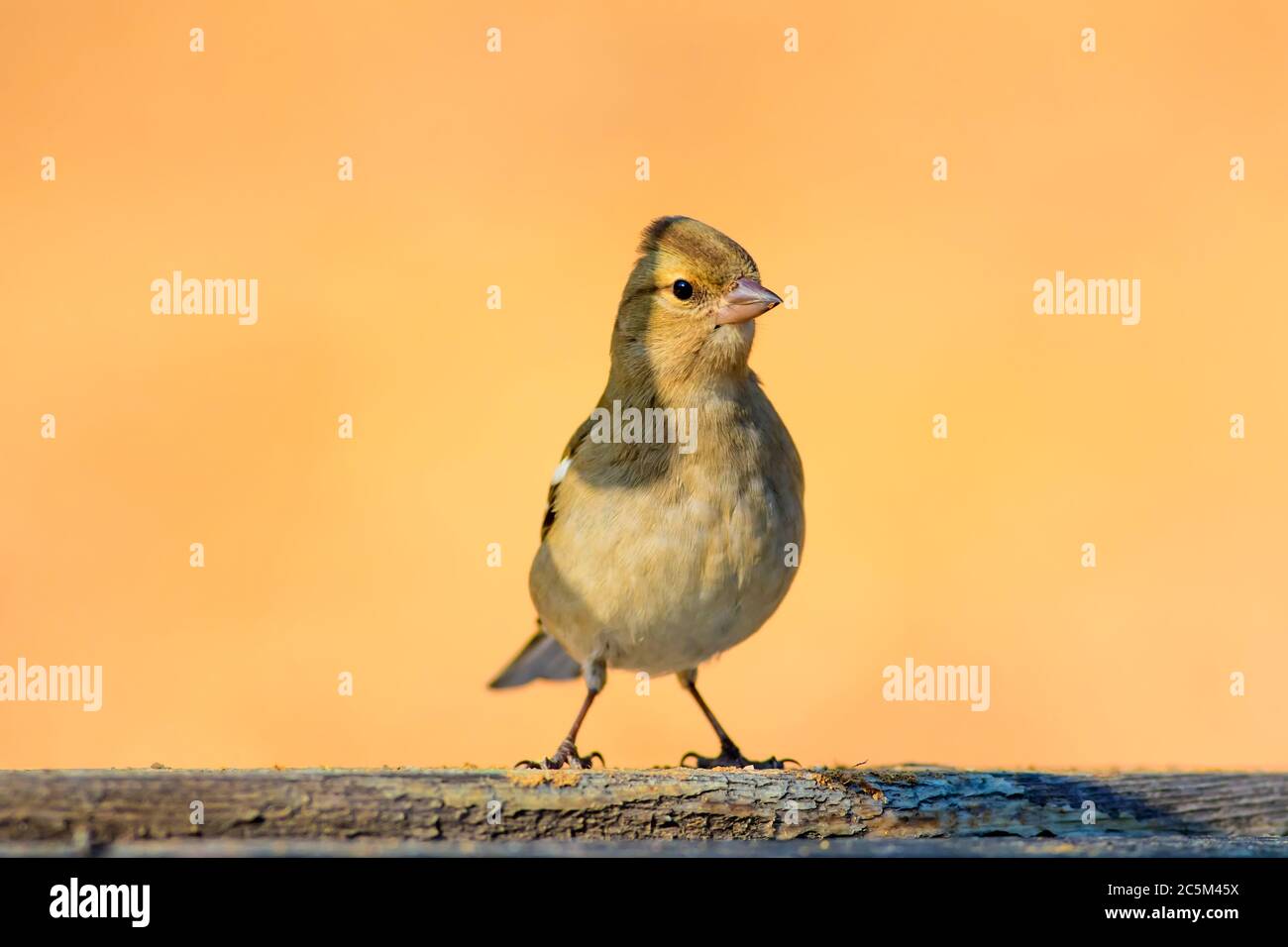 Cute little bird. Clean nature background. Yellow blue nature ...