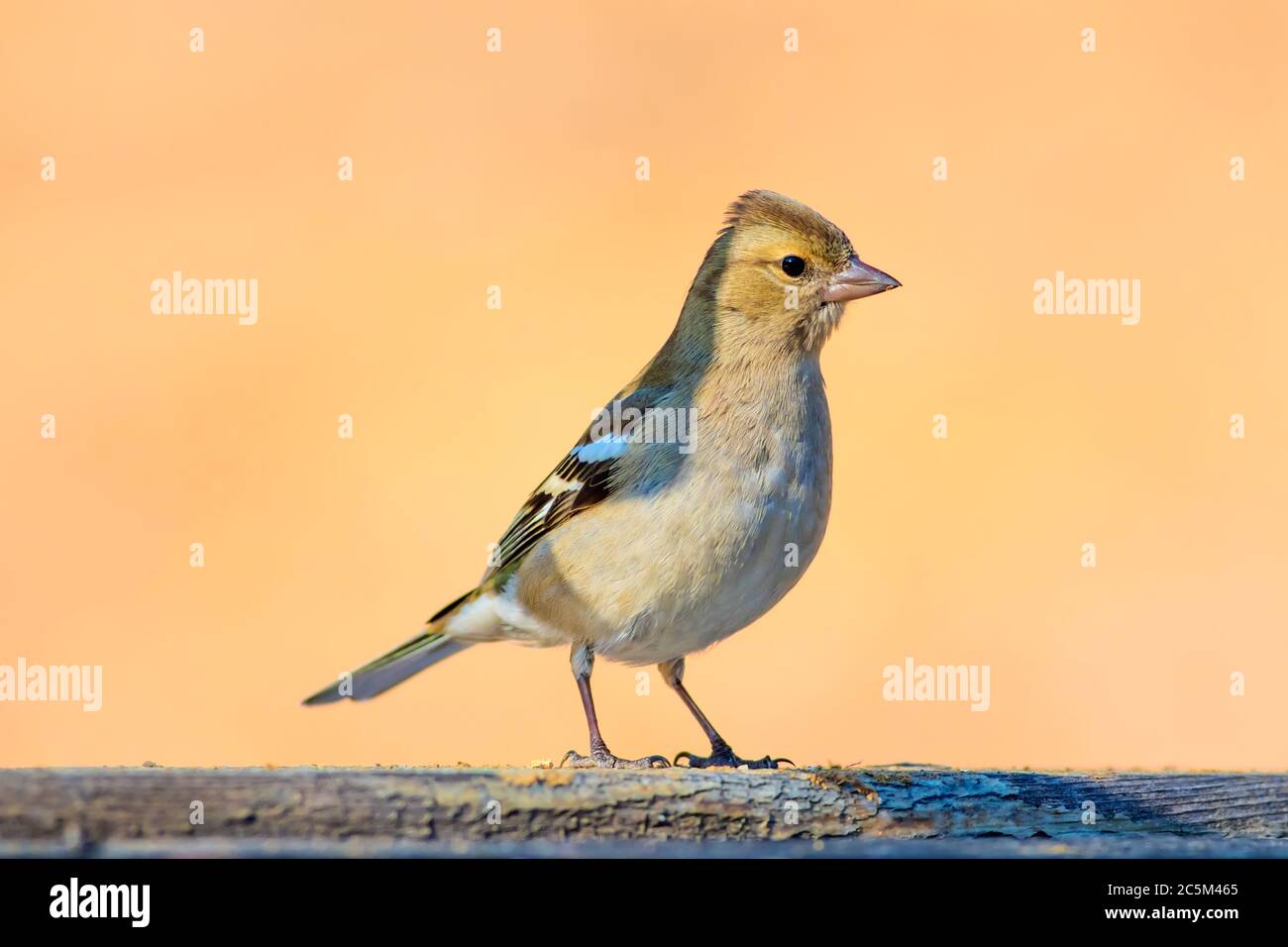 Cute little bird. Clean nature background. Yellow blue nature ...