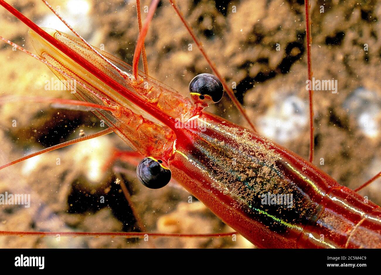 Unicorn Shrimp High Resolution Stock Photography and Images - Alamy