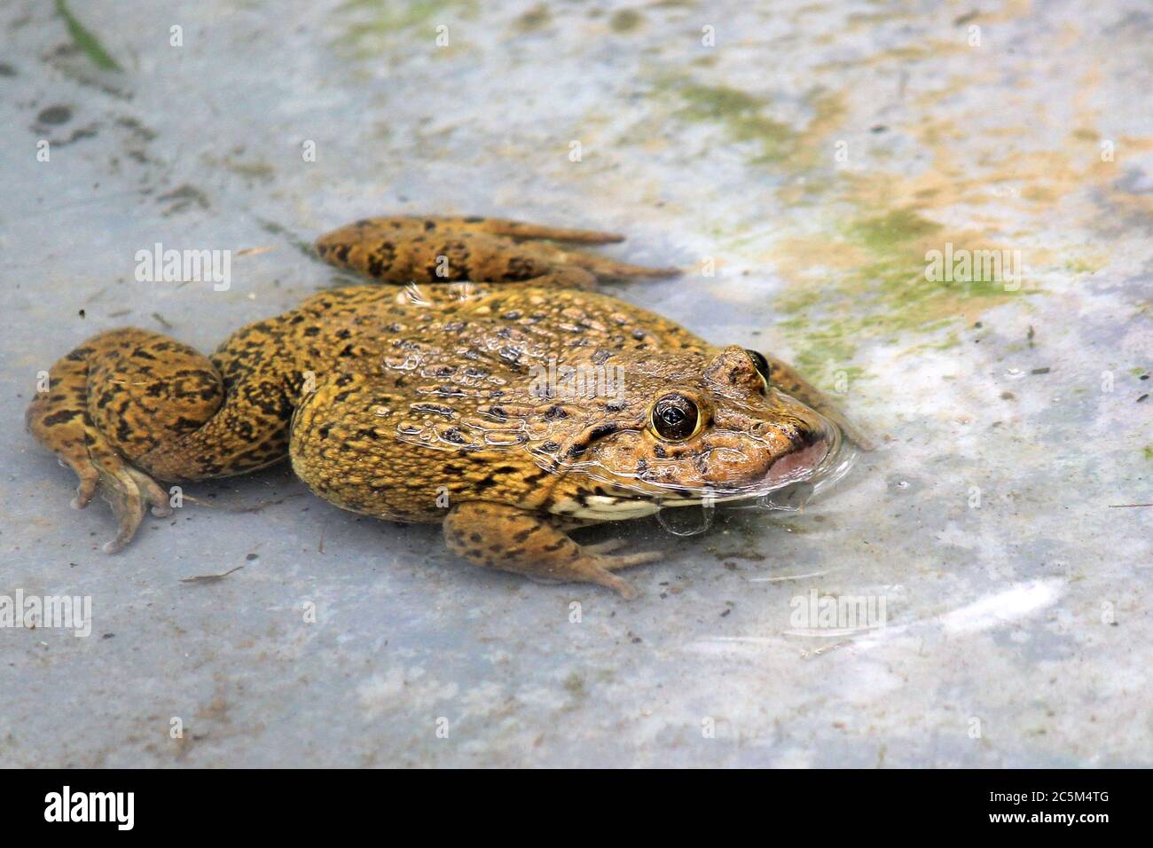 Frog farming hi-res stock photography and images - Alamy