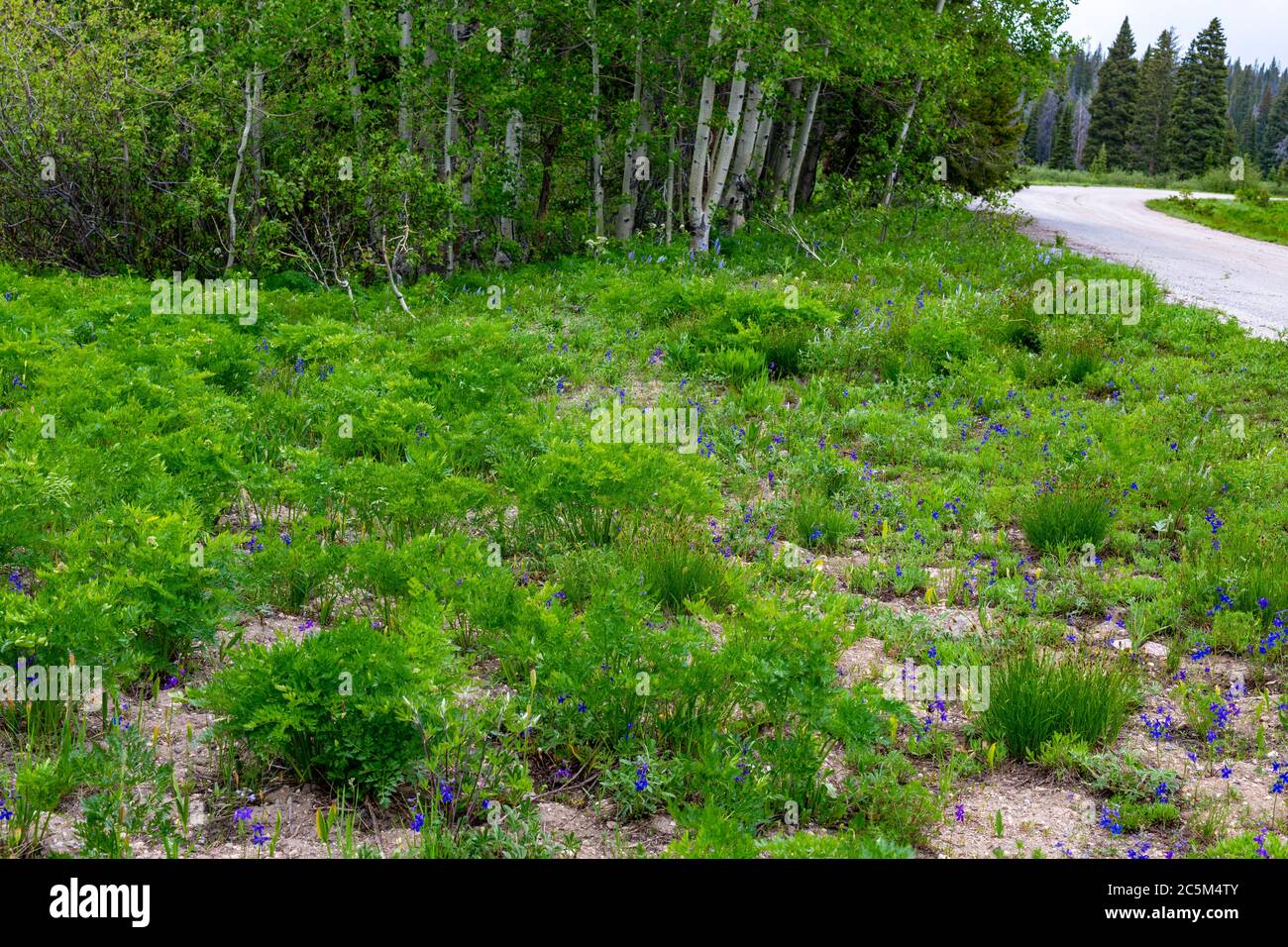 Colorado Wildflowers in Bloom in Routt County Stock Photo - Alamy