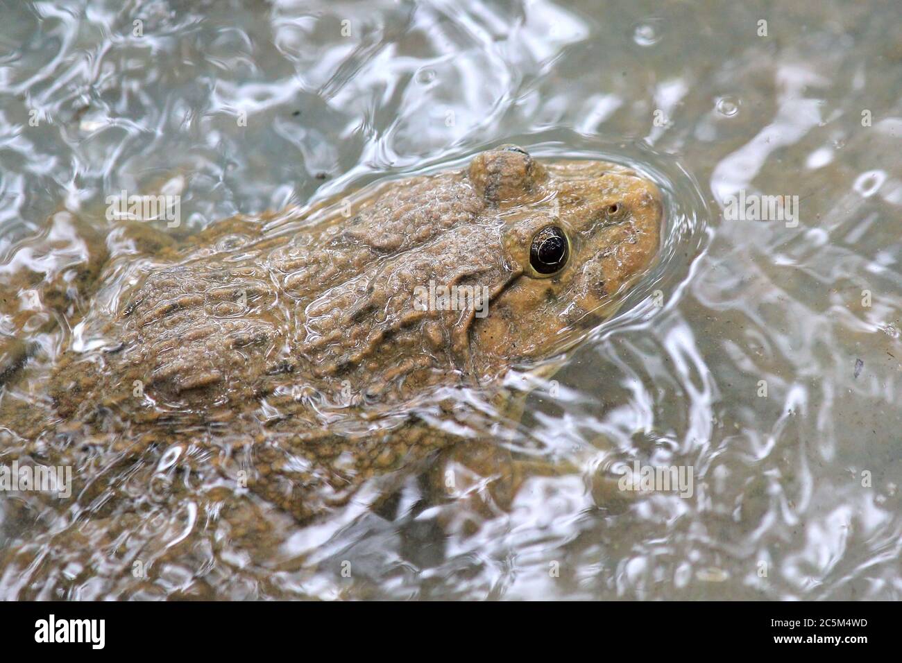 Bullfrog farming hi-res stock photography and images - Alamy