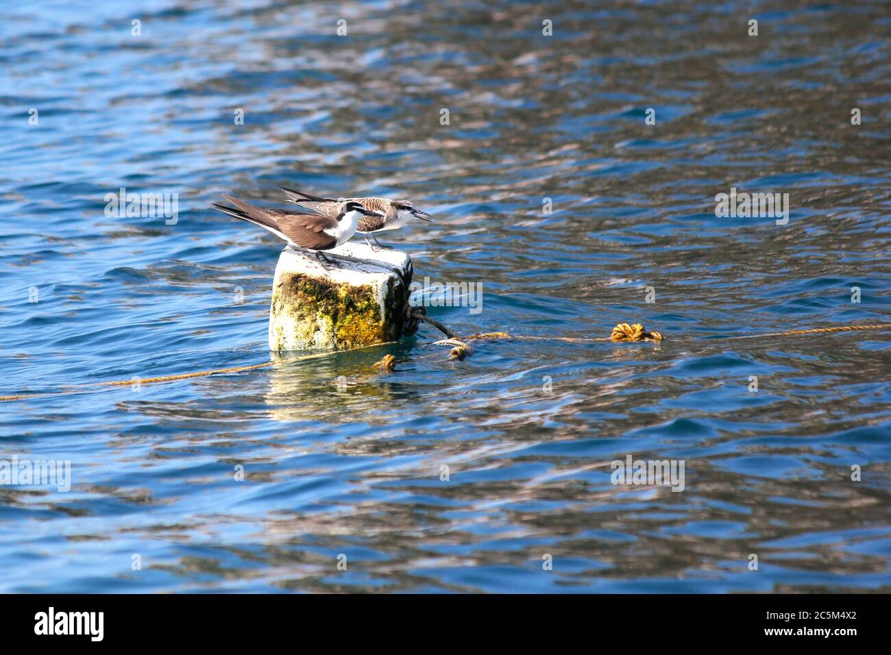 Beauty of bird hi-res stock photography and images - Alamy