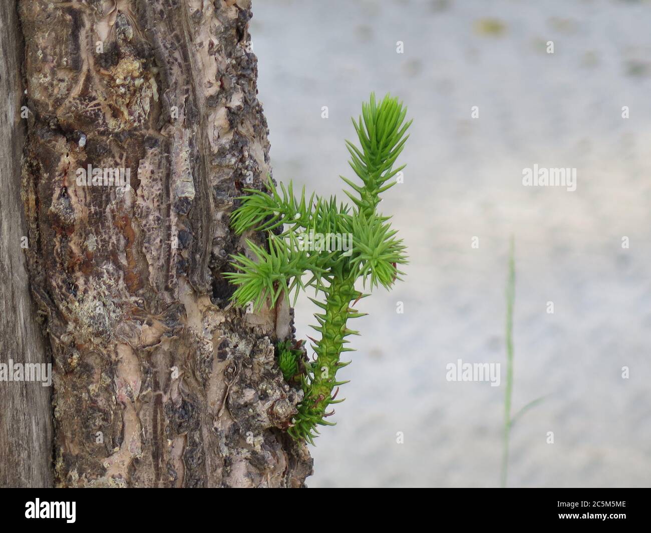 Fresh green new shoot on pine tree in Andalusian village park Stock ...