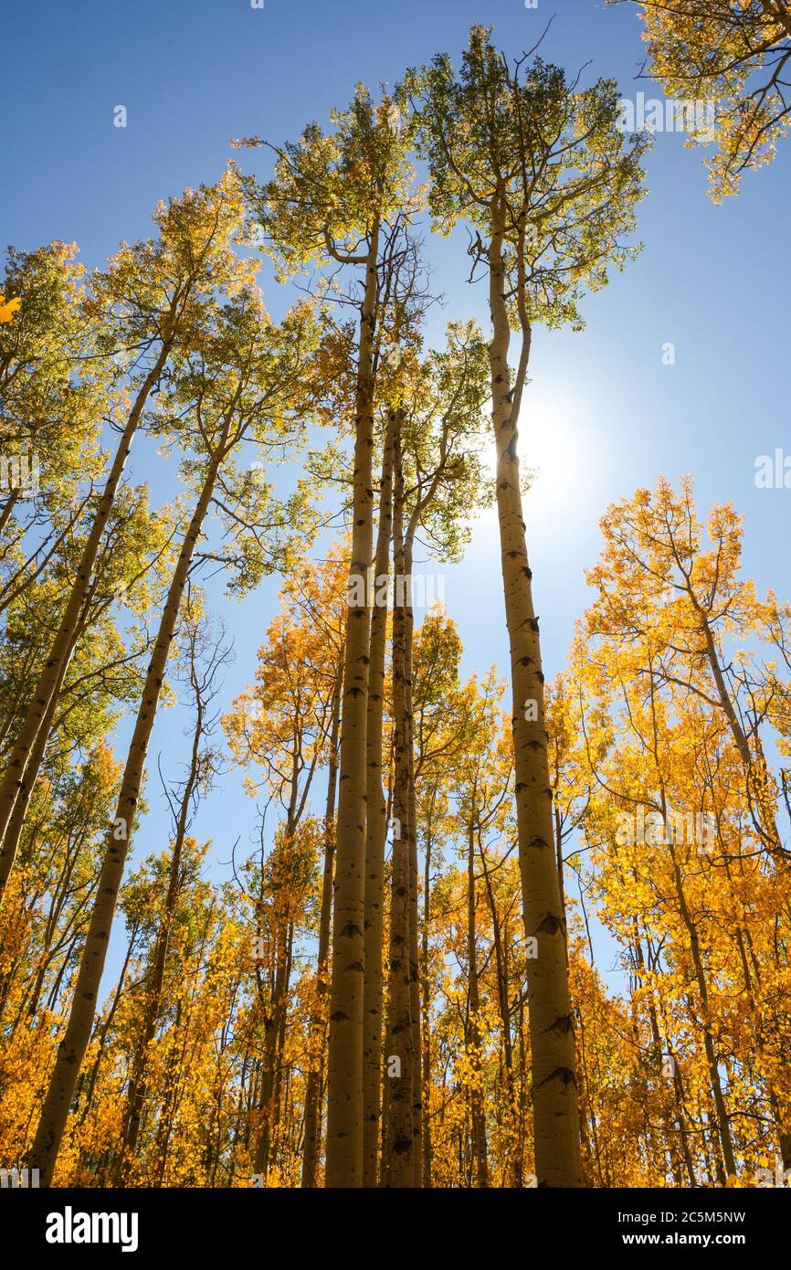 Tall aspen trees in autumn and forest Stock Photo - Alamy