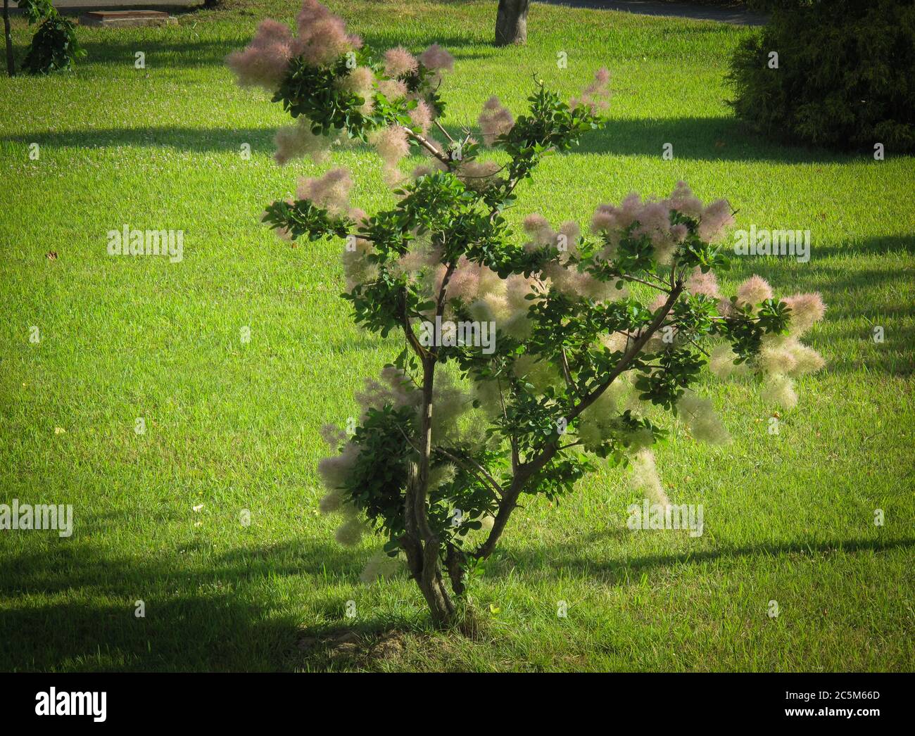 Flowering Smoketree or Cotinus against in Iran in spring. European ...