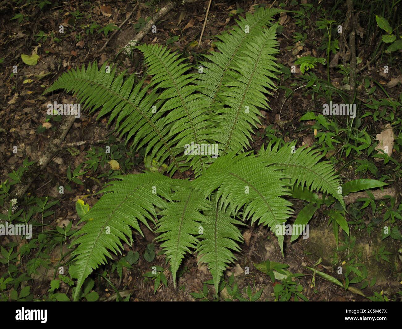 Bracken fern plant in Wet forest in spring. Pteridium aquilinum. Green ...
