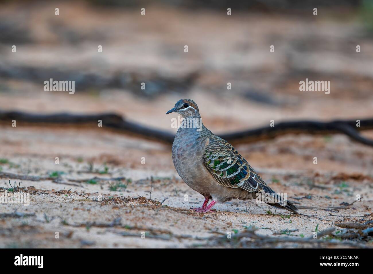 A Common Bronzewing (Phaps chalcoptera). A medium-sized, heavily built ...
