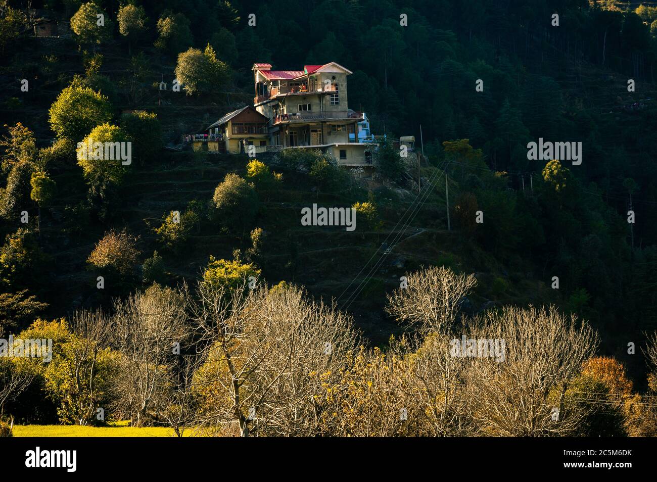 Himachal Pradesh Tree High Resolution Stock Photography and Images - Alamy