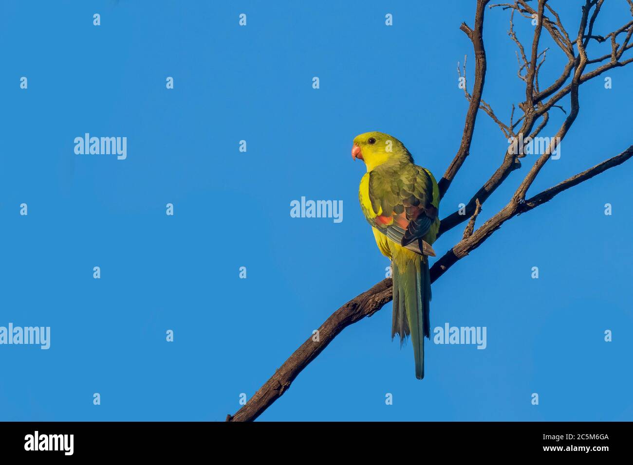 Regent parrot hi-res stock photography and images - Alamy
