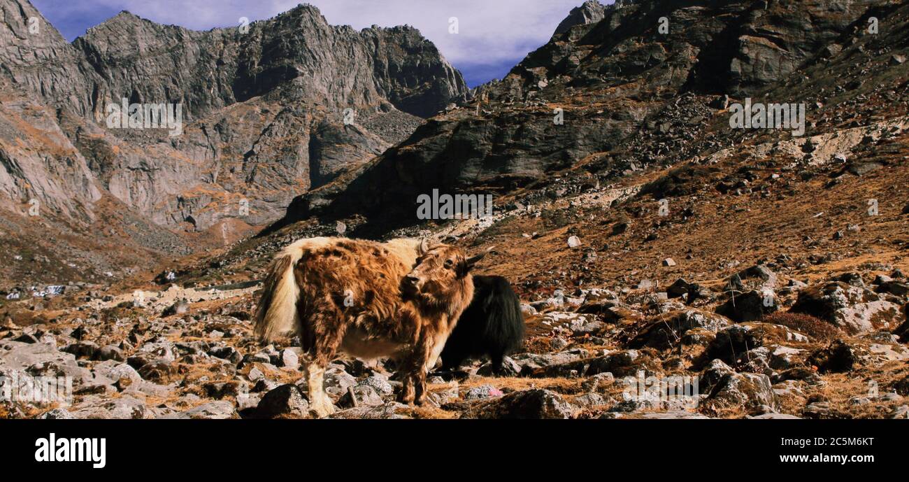 a yak and rocky landscape of sela pass. sela pass is a high altitude ...