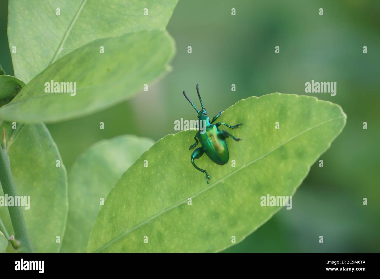 Closed up small green bug on nature green leaf background Stock Photo ...