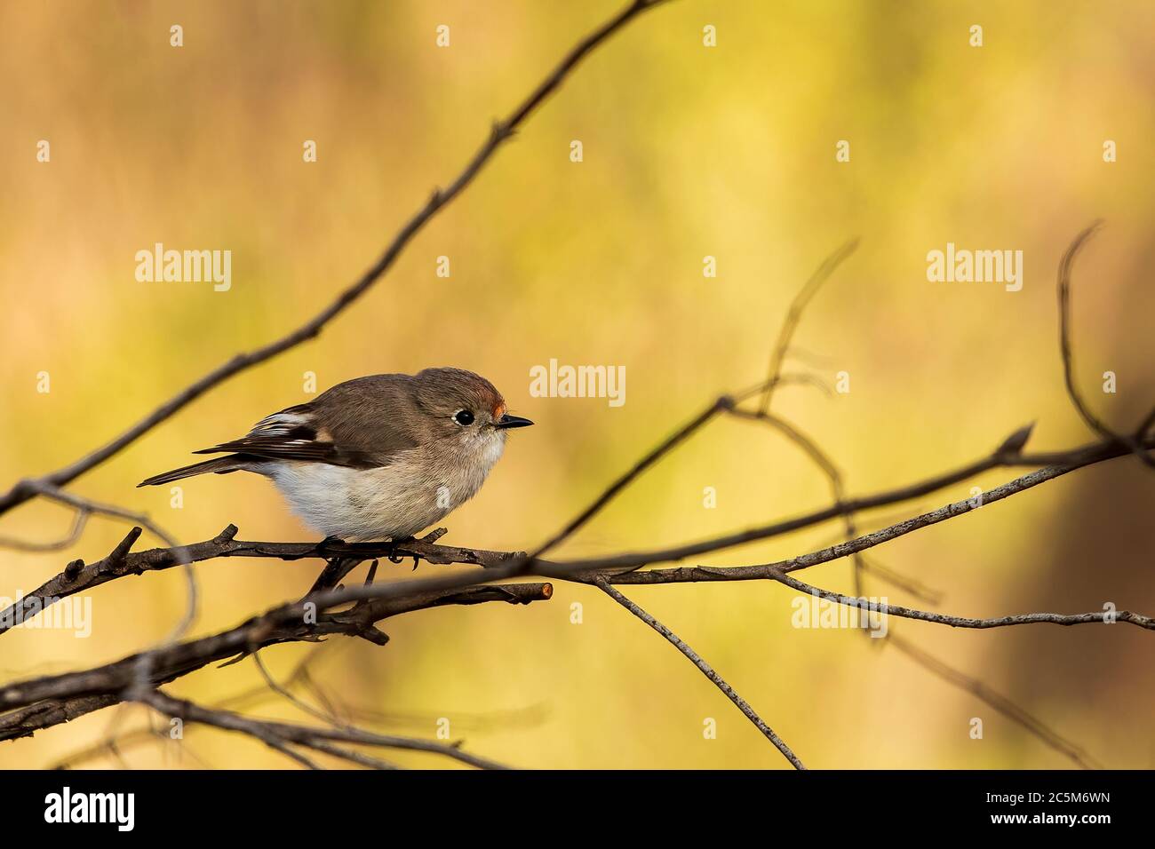 The Red-capped Robin (Petroica goodenovi) is the smallest red robin ...