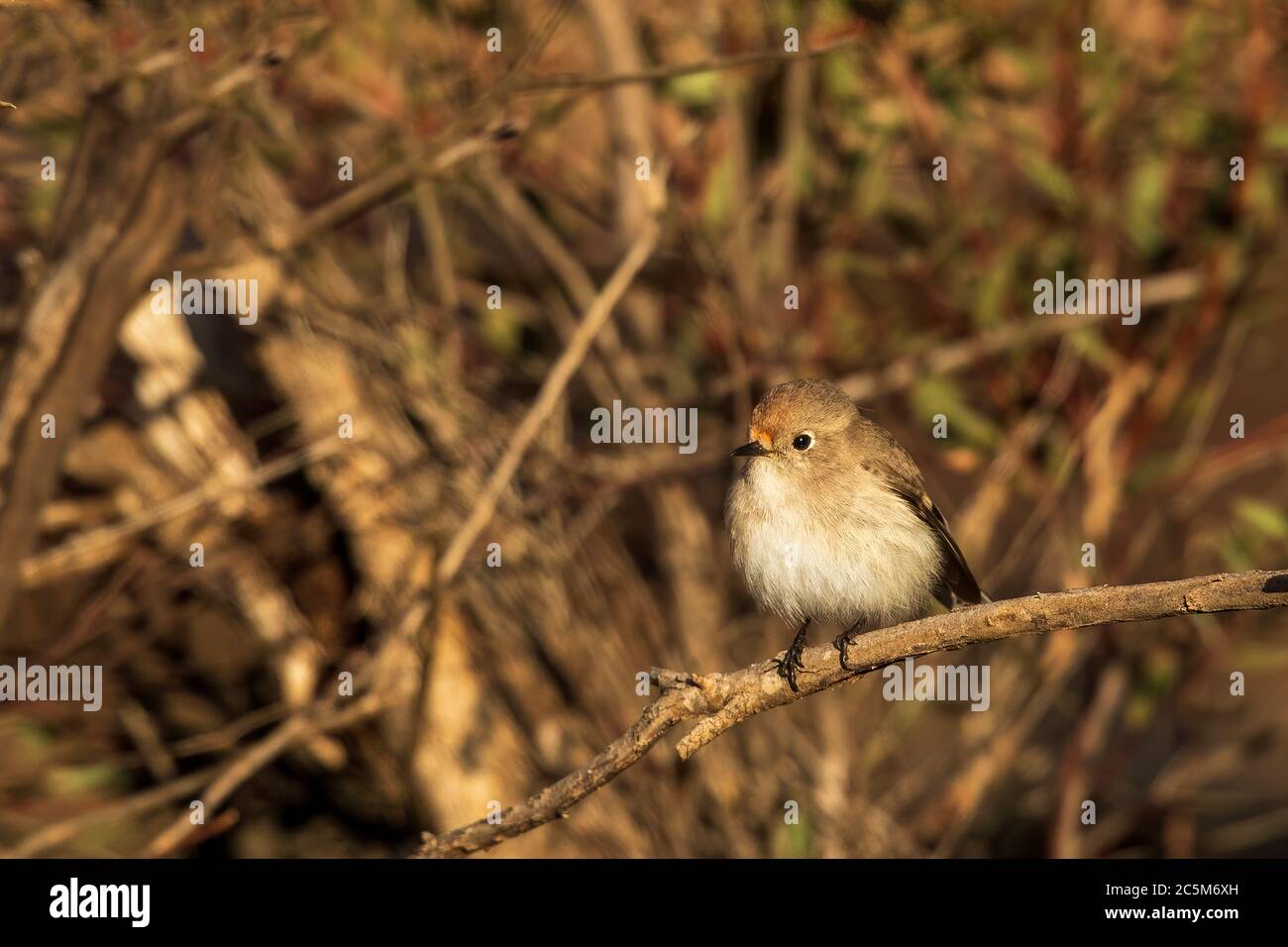 The Red-capped Robin (Petroica goodenovi) is the smallest red robin ...