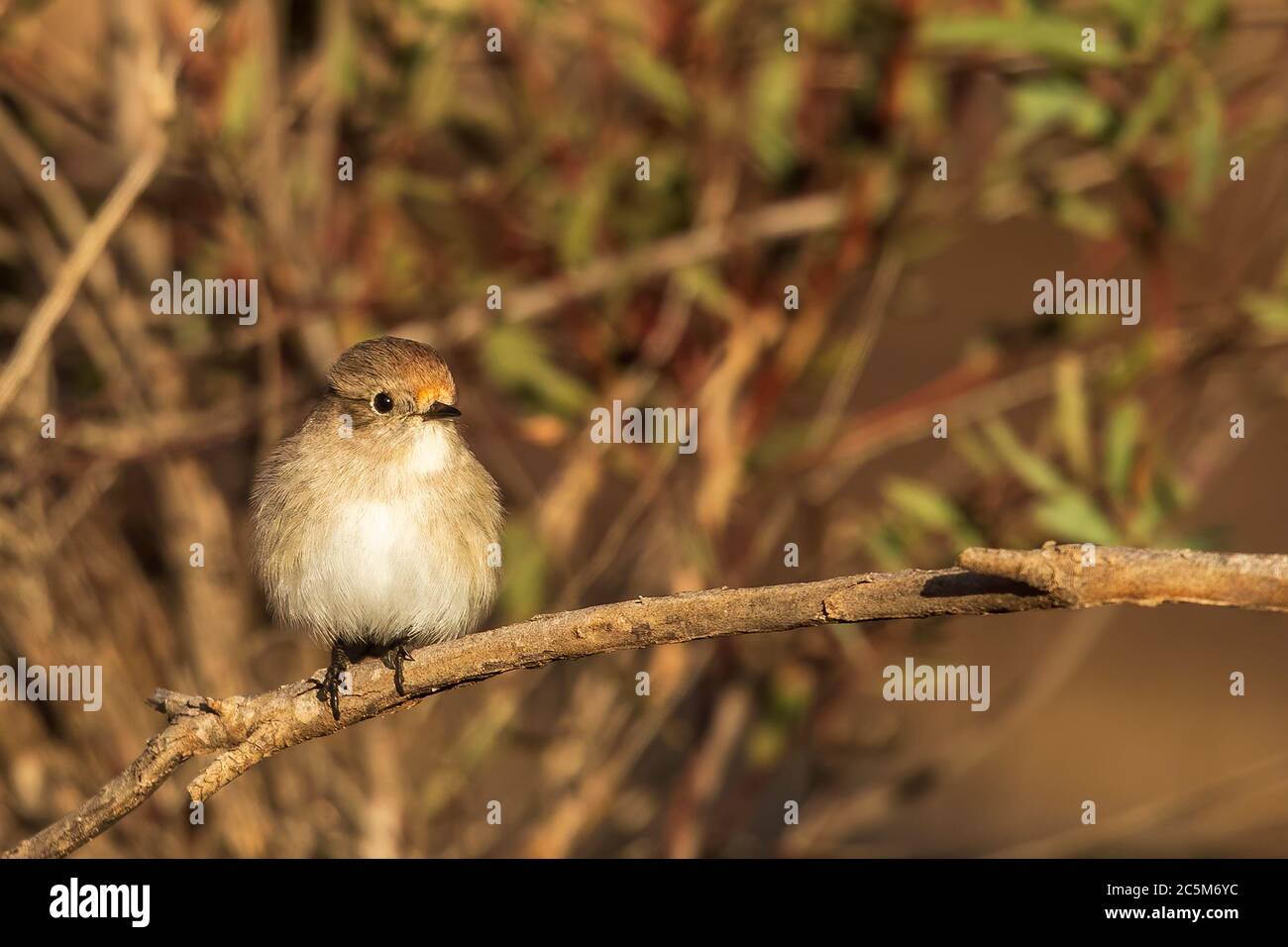The Red-capped Robin (Petroica goodenovi) is the smallest red robin ...