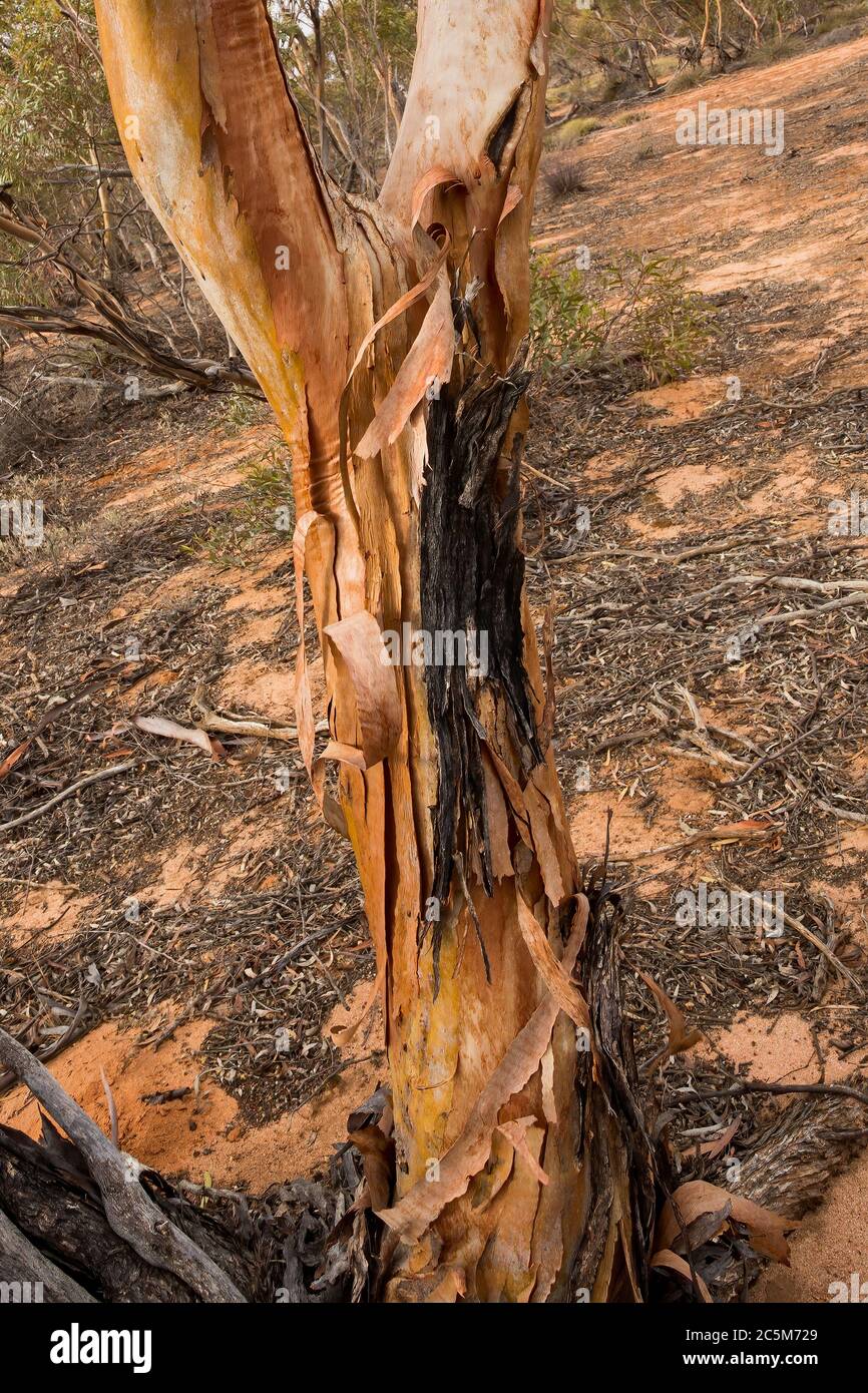 Mallee tree hi-res stock photography and images - Alamy