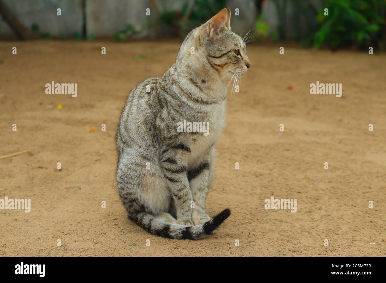 close up of The cat is sitting on the ground due to a shivering cold ...