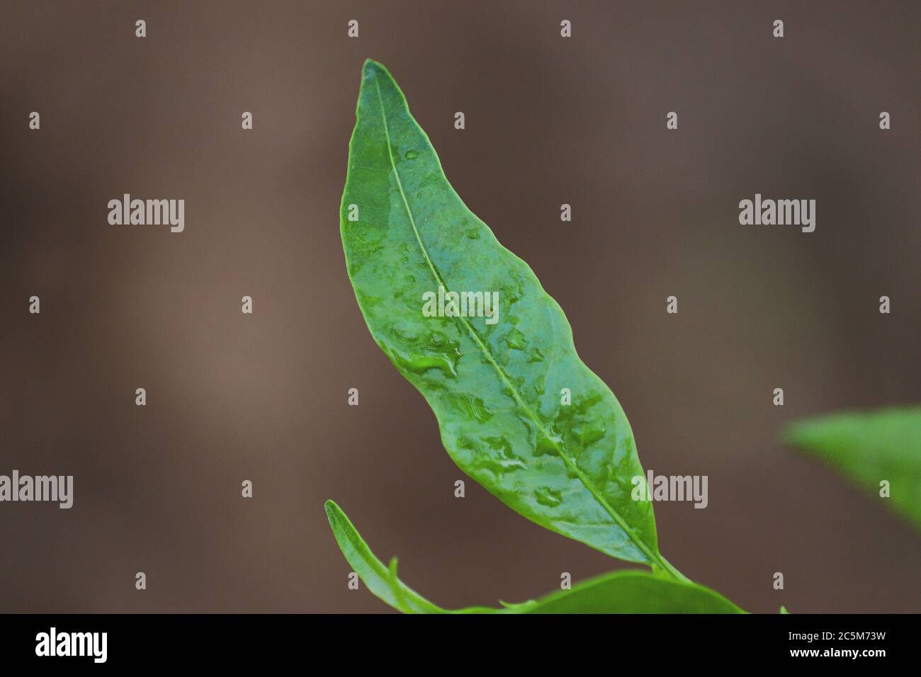 close up of green leaf of rat rani flower tree Stock Photo - Alamy