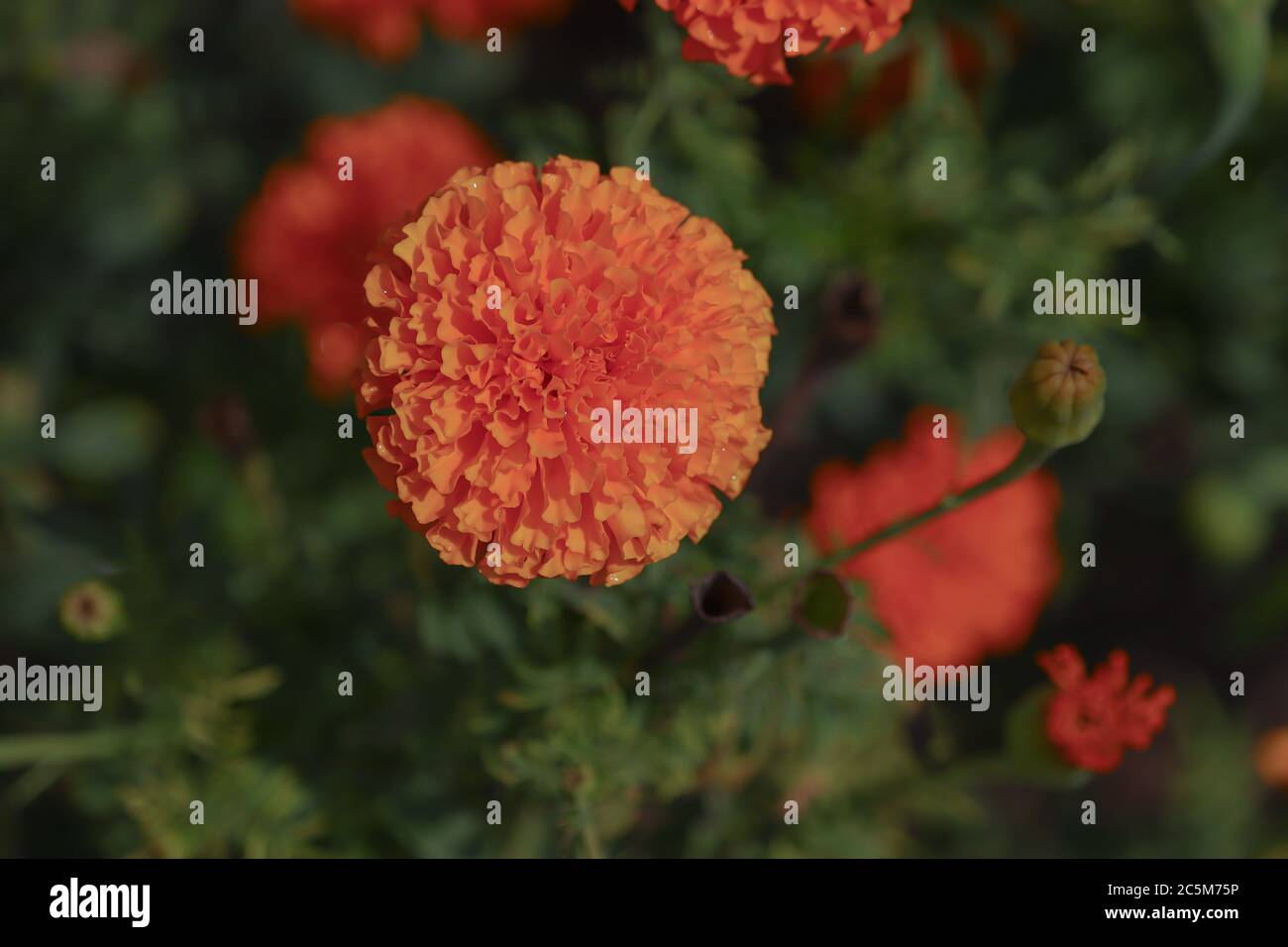 close up of Indian marigold flowers Stock Photo - Alamy