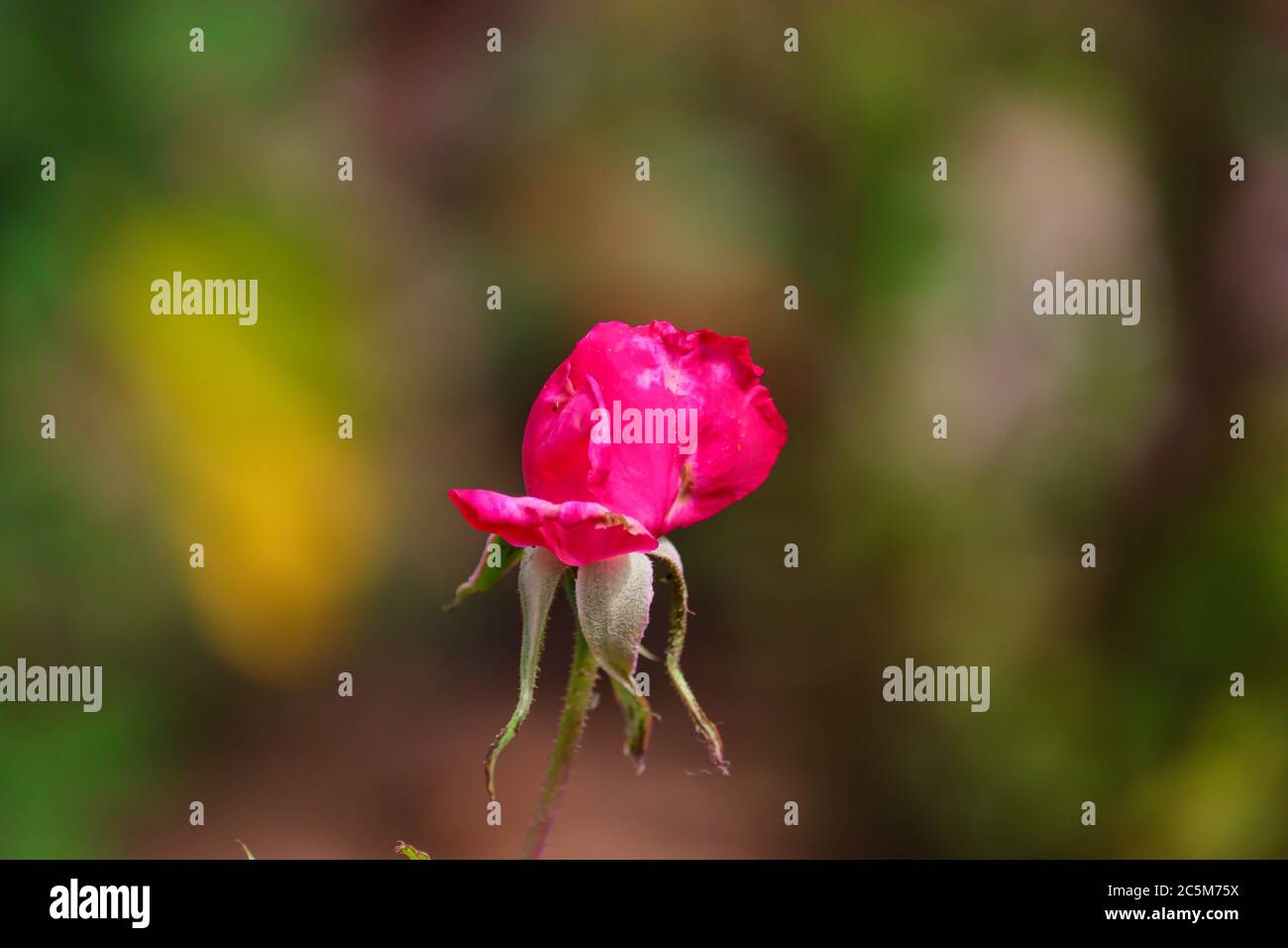 Opening Rose High Resolution Stock Photography and Images - Alamy