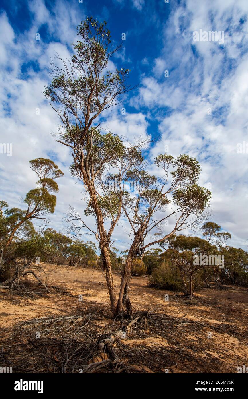Blue desert mallee hi-res stock photography and images - Alamy