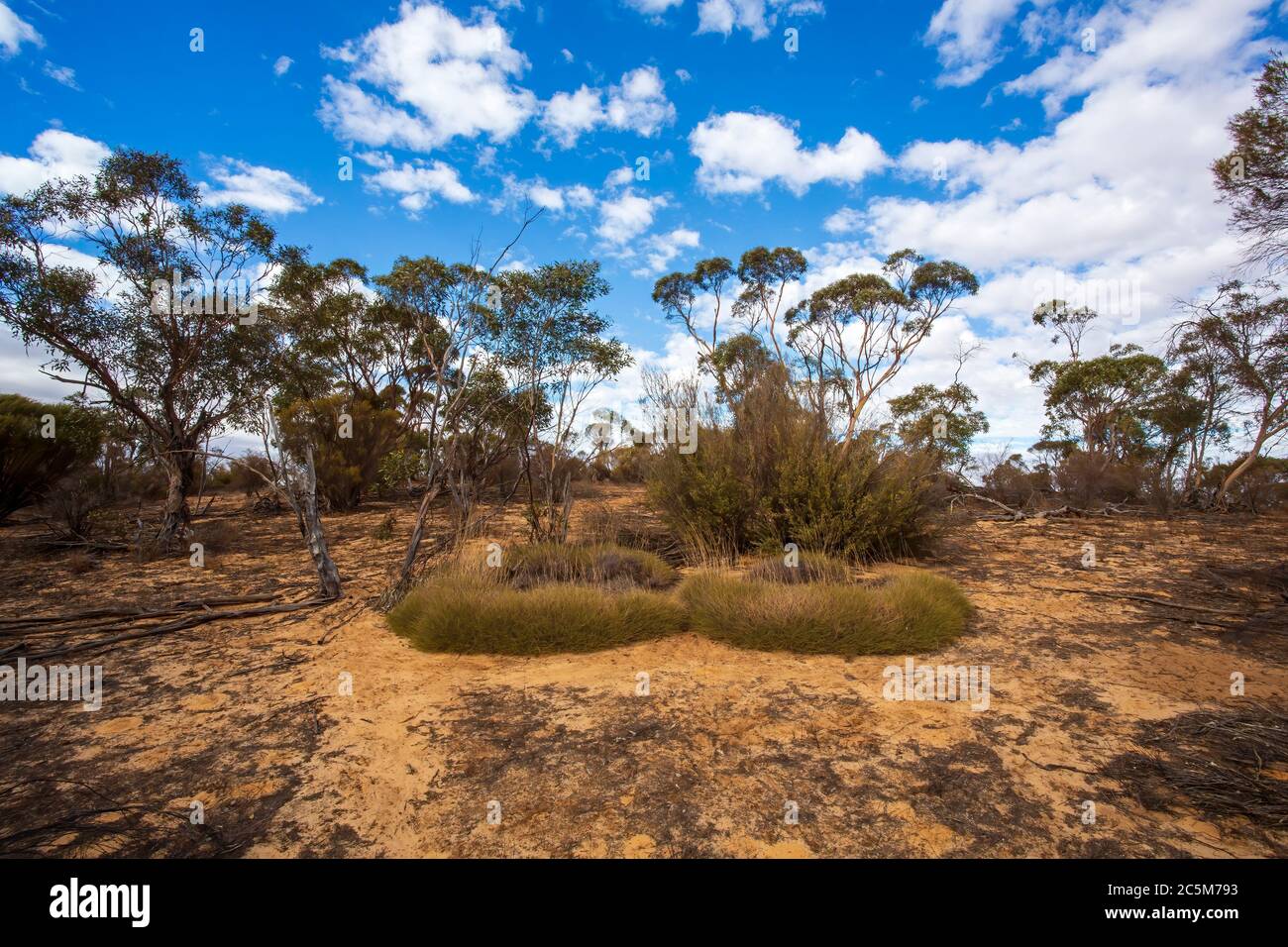 Blue desert mallee hi-res stock photography and images - Alamy