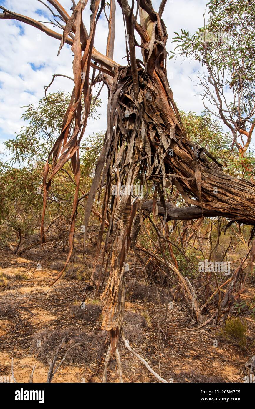Tangled bark of the Red Mallee tree Stock Photo - Alamy