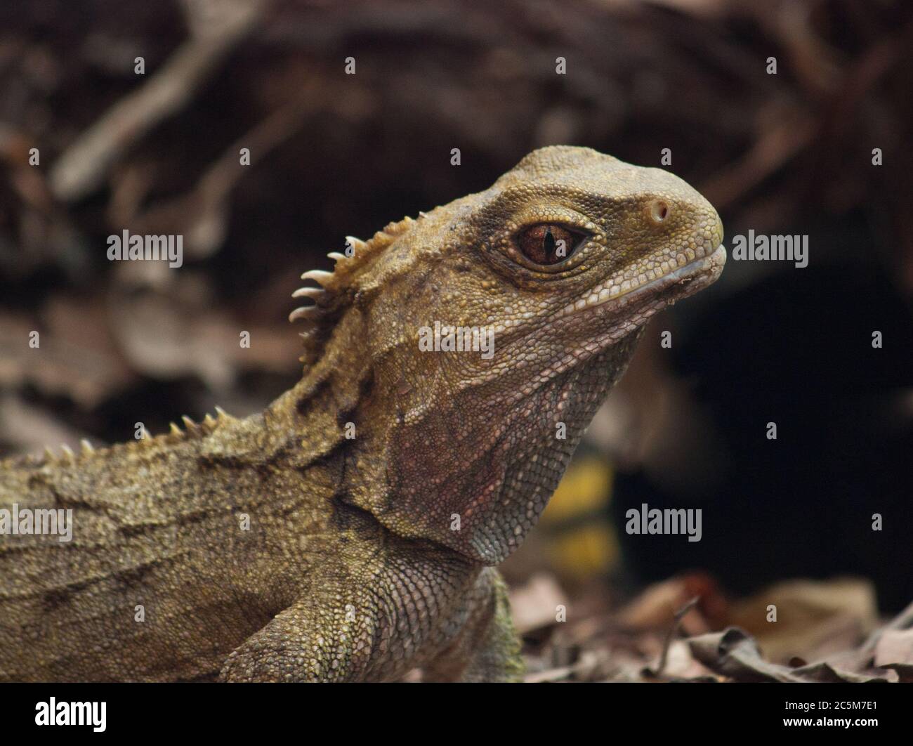 Tuatara lizard endemic to New Zealand Stock Photo - Alamy