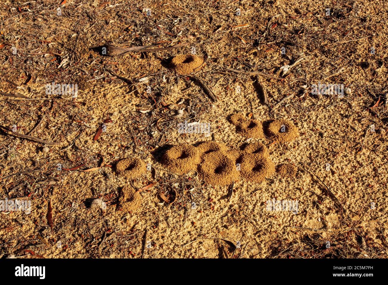 Cluster of ant holes in red sand Stock Photo - Alamy