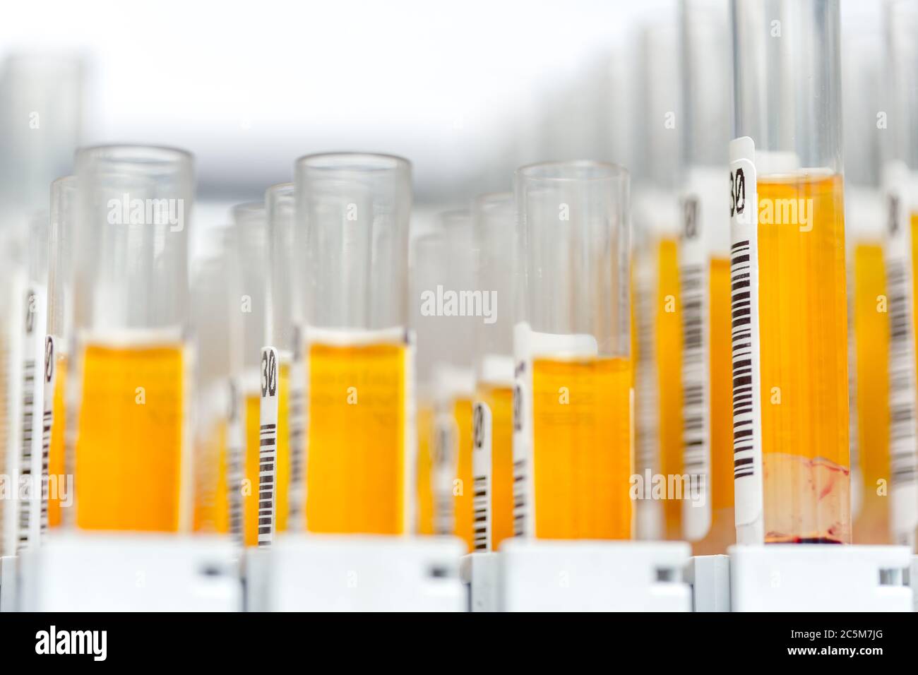 Laboratory glass test tubes filled with orange liquid for an experiment ...