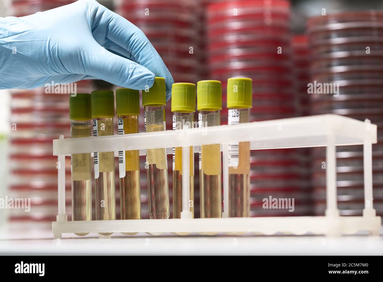 Test-tubes with yellow liquid in the laboratory Stock Photo - Alamy