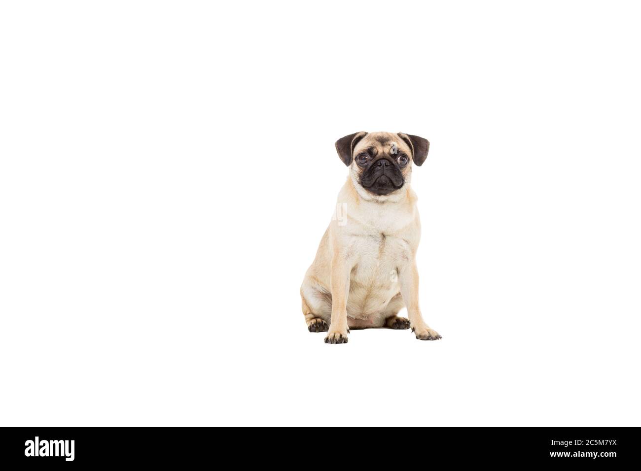 Pug dog isolated on white background Stock Photo - Alamy