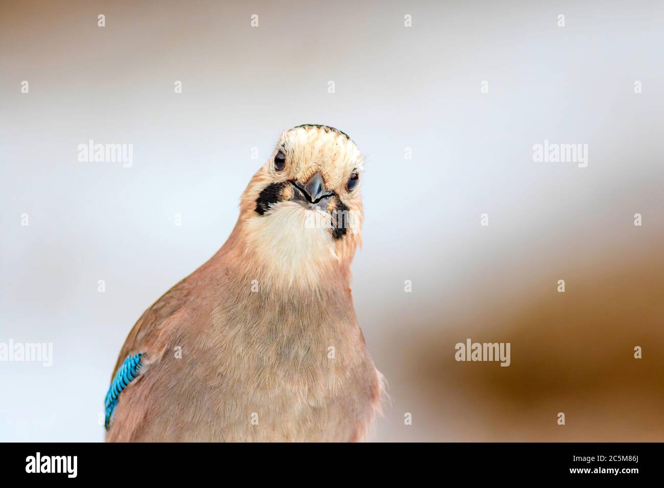 Cute bird Eurasian Jay. Nature background. Bird: Eurasian Jay. Garrulus ...